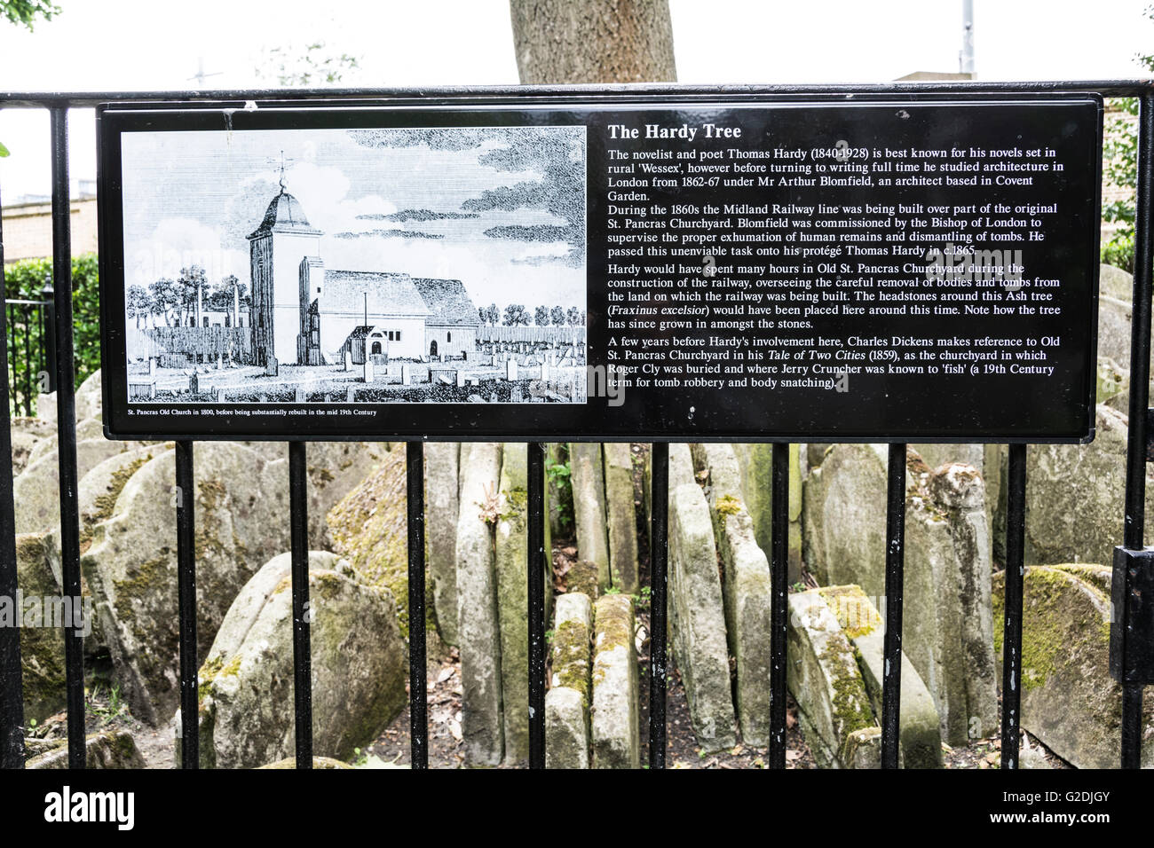 London hardy tree hi-res stock photography and images - Alamy