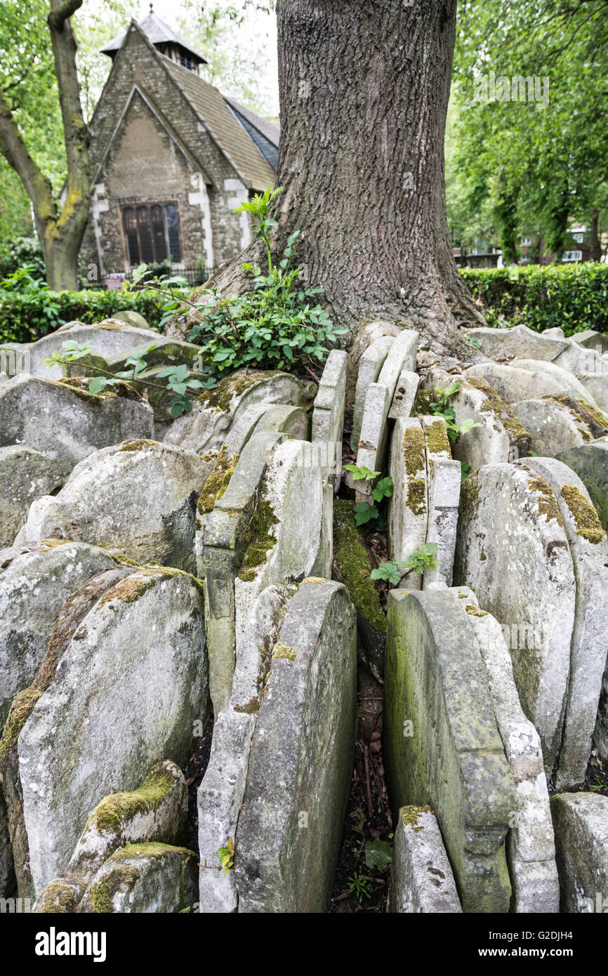 Hardy tree hi-res stock photography and images - Alamy