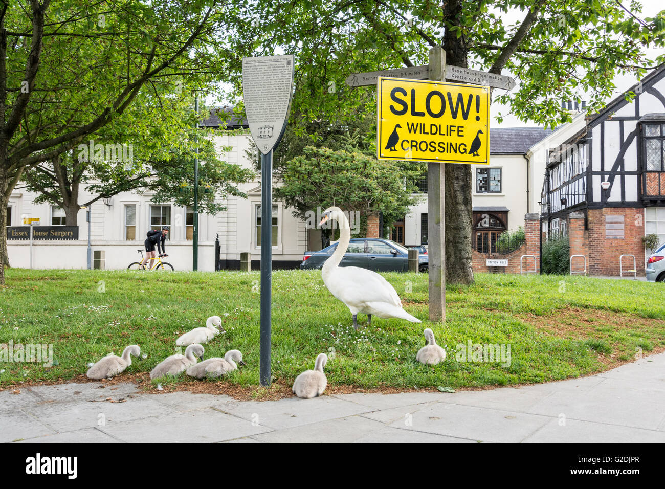 Swan crossing road hi-res stock photography and images - Alamy