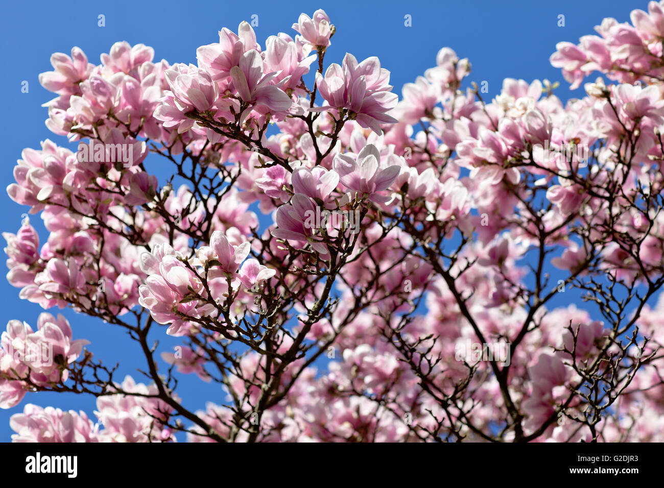 Flowering magnolia tree densely covered with beautiful fresh pink ...