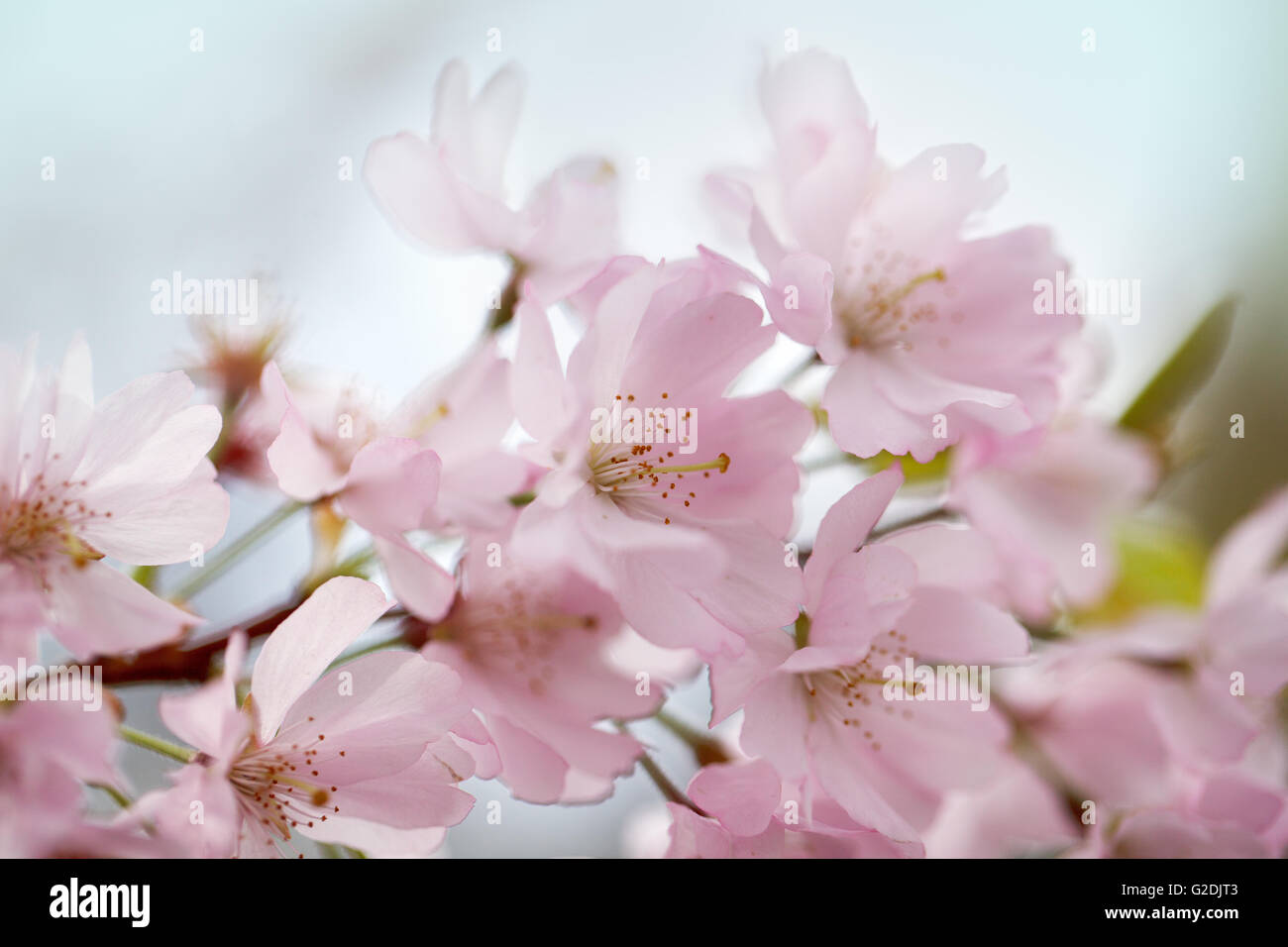 Freshly bloomed cherry tree on a sunny spring day Stock Photo - Alamy