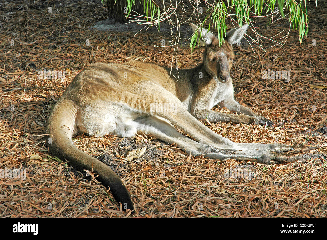 Western Grey kangaroo resting Stock Photo - Alamy