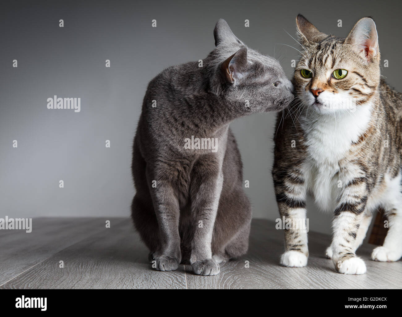Tow animals hi-res stock photography and images - Alamy