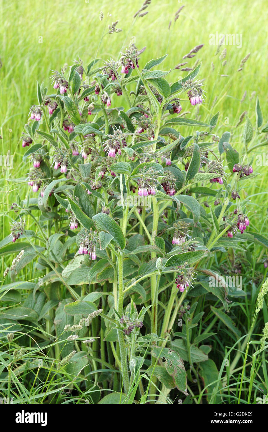 Common comfrey bee hi-res stock photography and images - Alamy