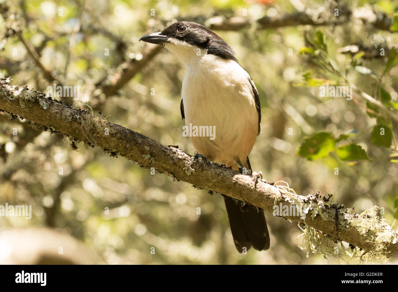 The Fiscal Flycatcher (Melaenornis silens Stock Photo - Alamy