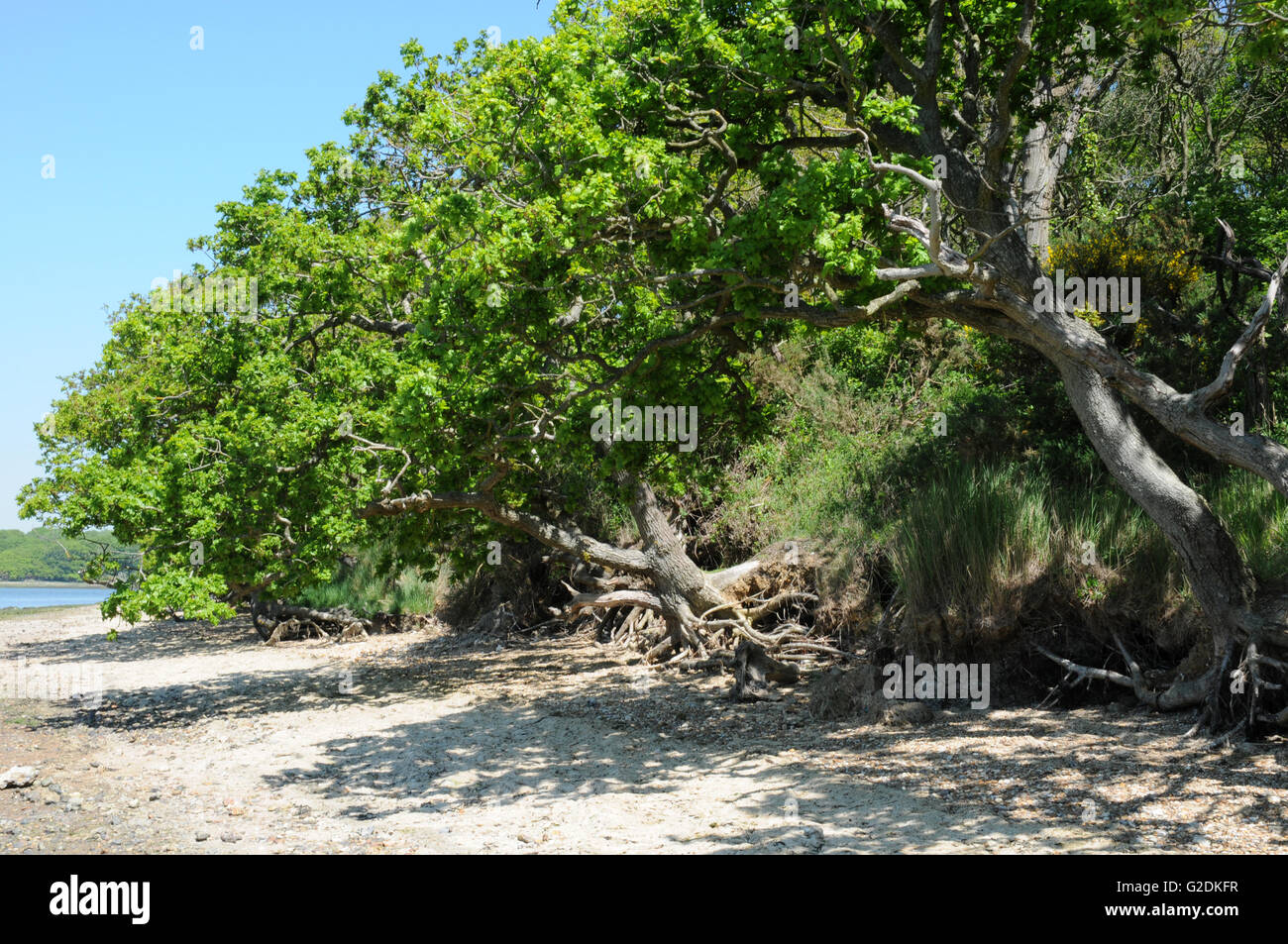 Edge oak hi-res stock photography and images - Alamy