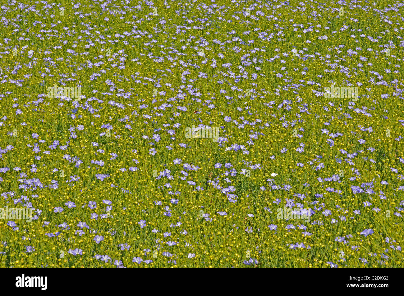 Crops in bloom hi-res stock photography and images - Alamy