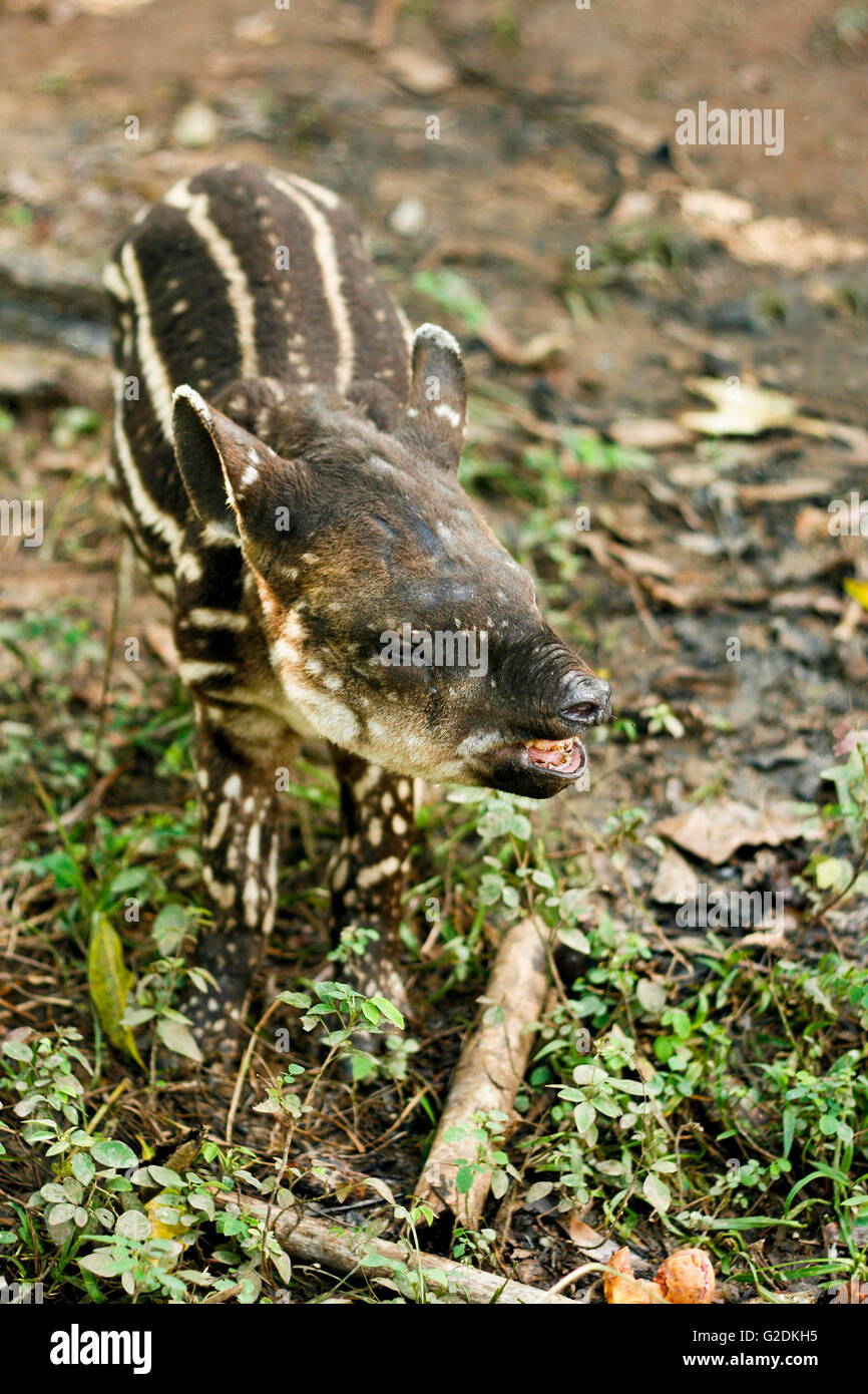South American Tapir baby (Tapirus terrestris). Remoyacu. Amazon forest ...