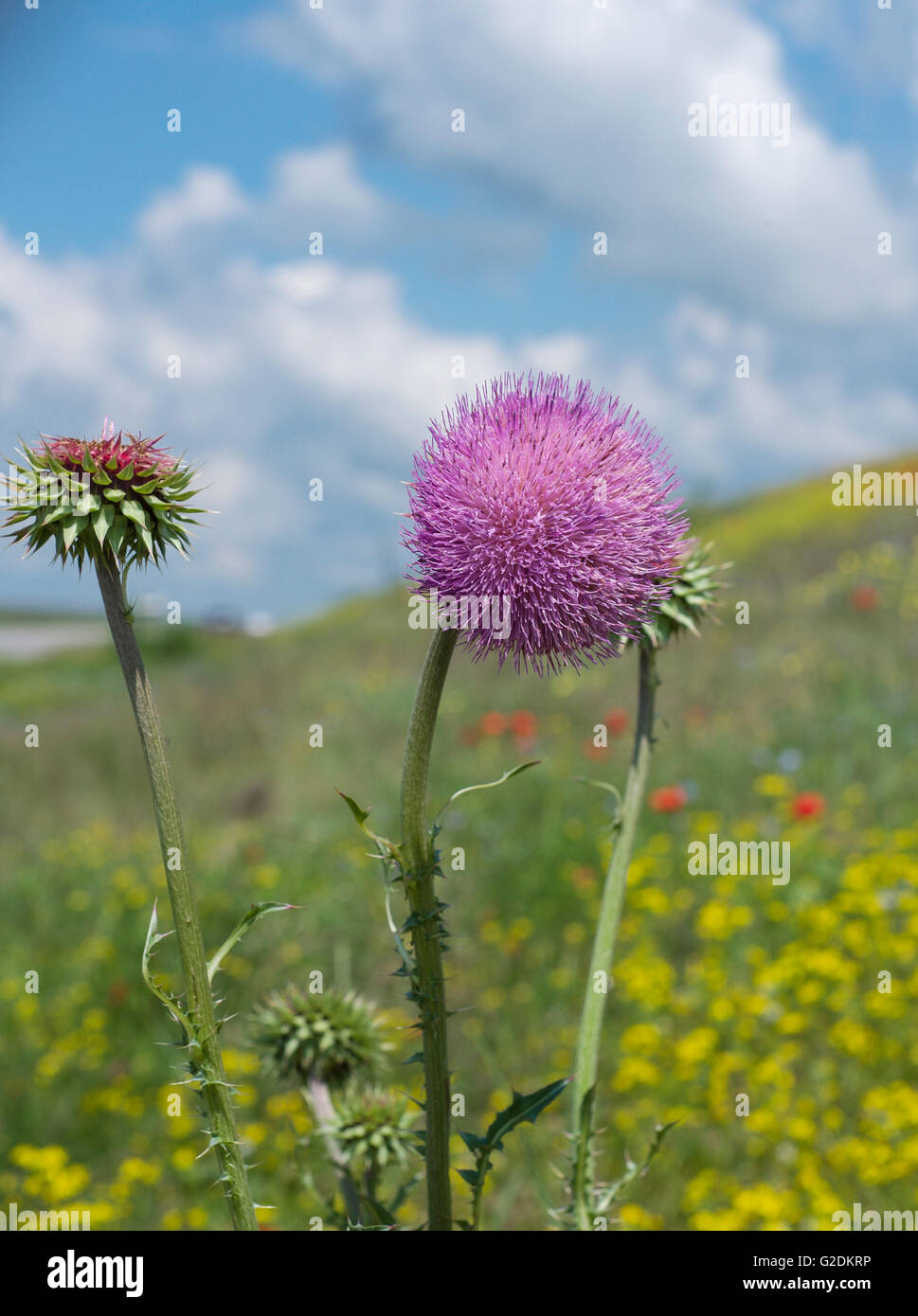 Spiny flower of burdock on a hillside and on the background of the sky ...