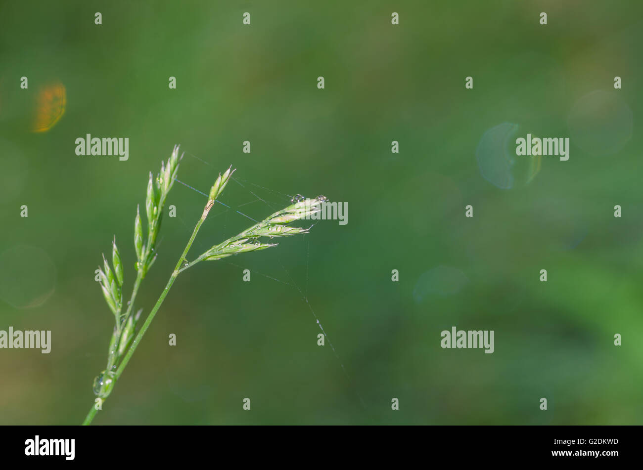 Hay fever season background hi-res stock photography and images - Alamy