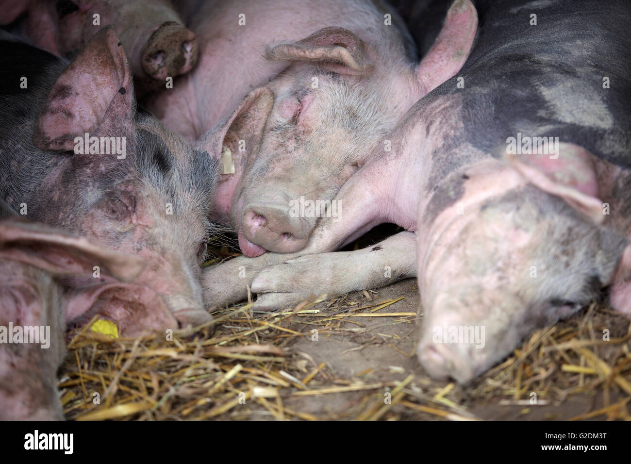 Traditional pigpen on small farm in the european alps Stock Photo - Alamy