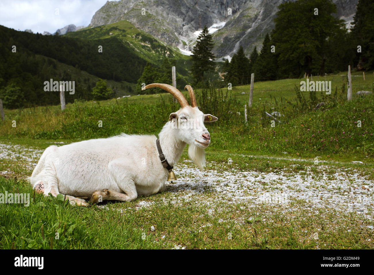 White goat hi-res stock photography and images - Alamy