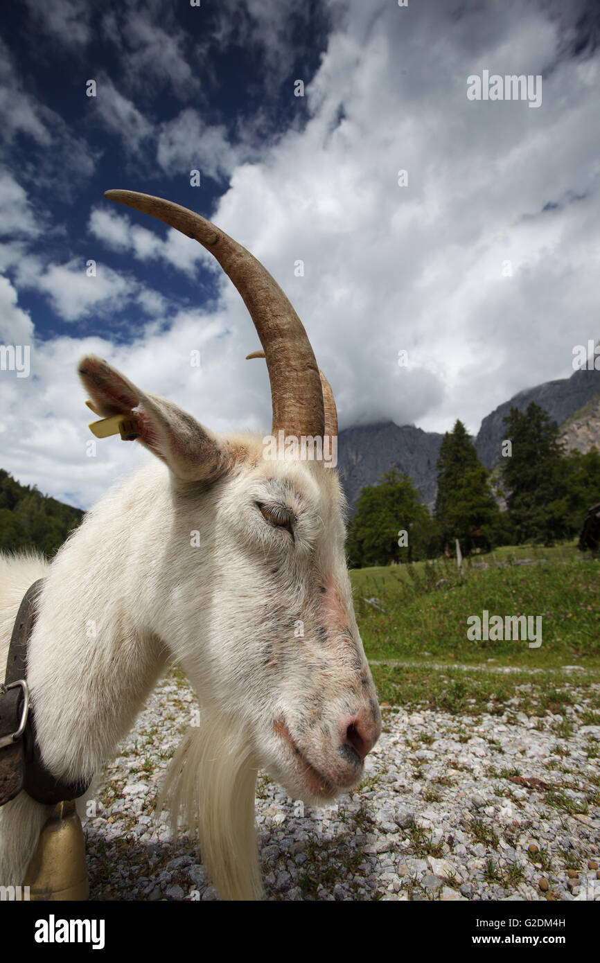 Adult horned white goat at an Alpine Chalet in Austria Stock Photo - Alamy