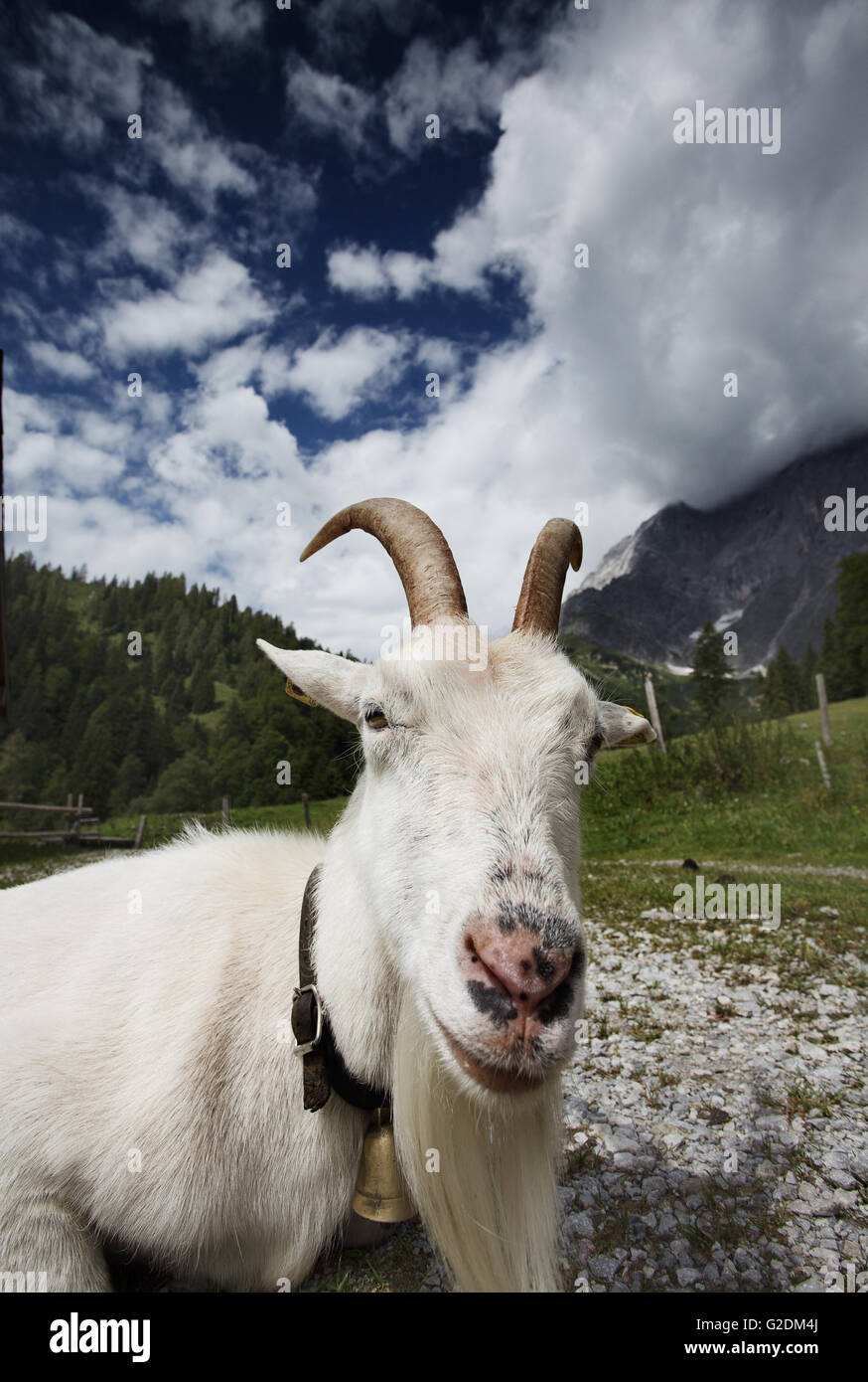 Goat white hi-res stock photography and images - Alamy