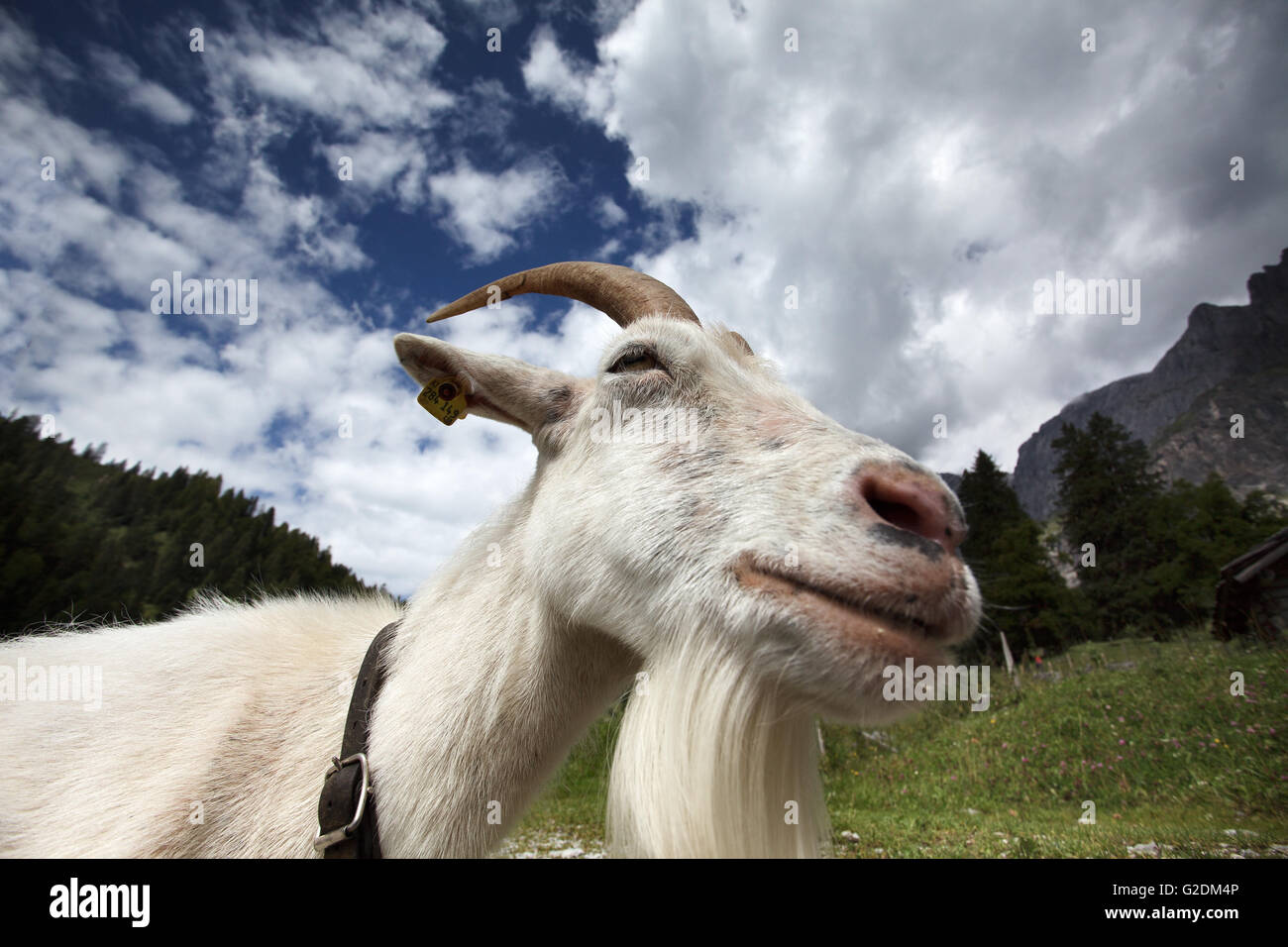 Adult horned white goat at an Alpine Chalet in Austria Stock Photo - Alamy