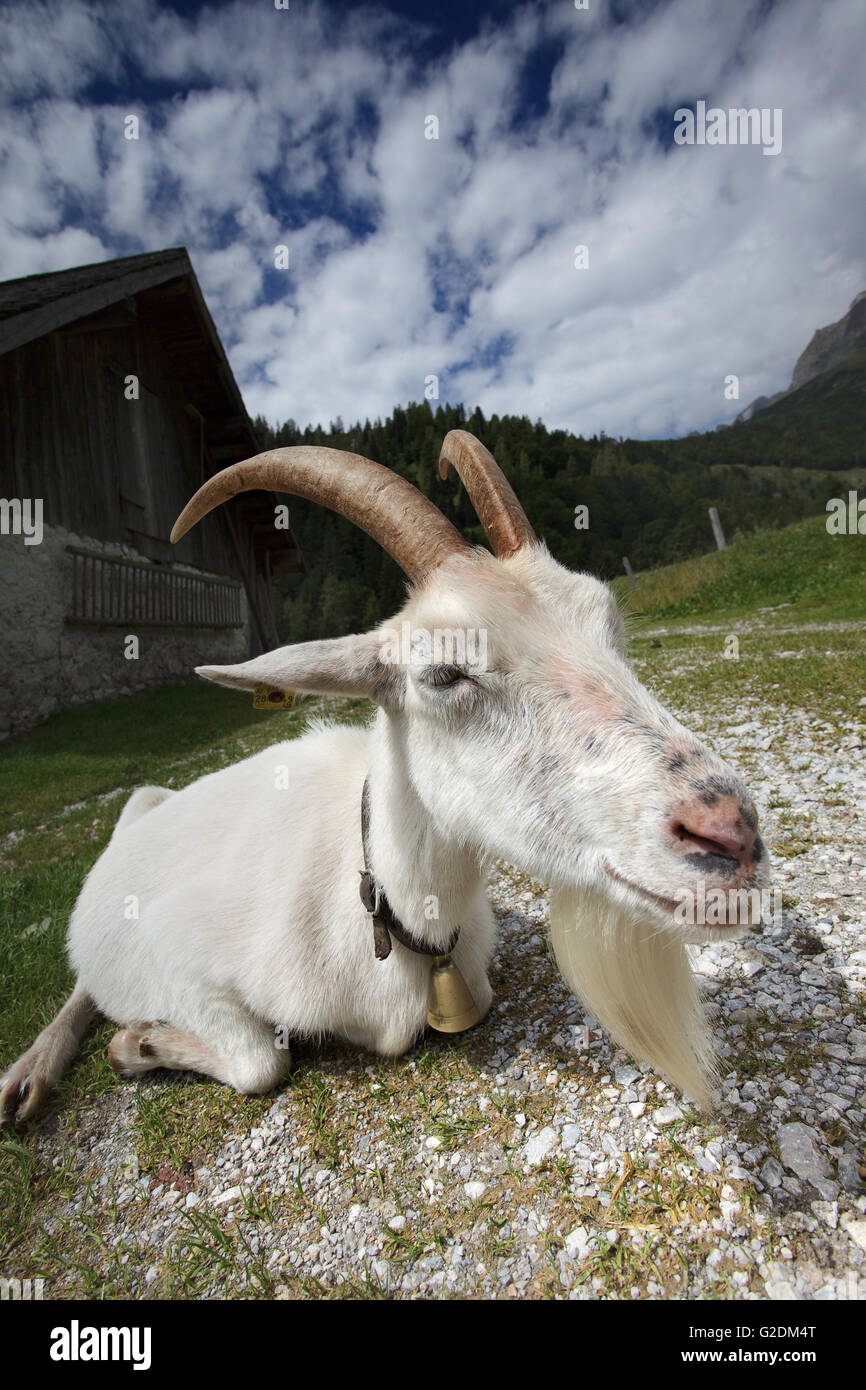 Adult horned white goat at an Alpine Chalet in Austria Stock Photo - Alamy