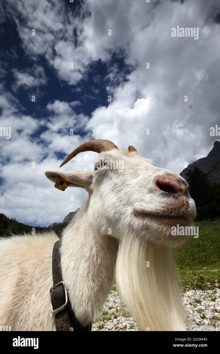 Adult horned white goat at an Alpine Chalet in Austria Stock Photo - Alamy