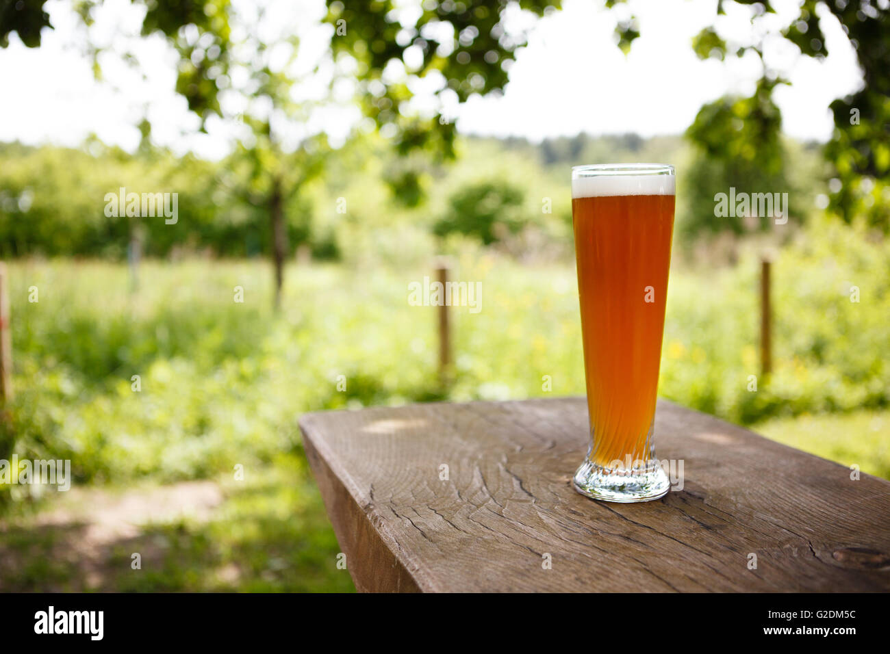 Full Glass of freshly tapped wheat beer serverd in an rustic beer ...
