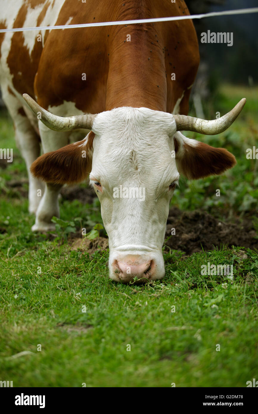 Milk Cows in the Austrian Alps on the Mountain Pasture Stock Photo - Alamy