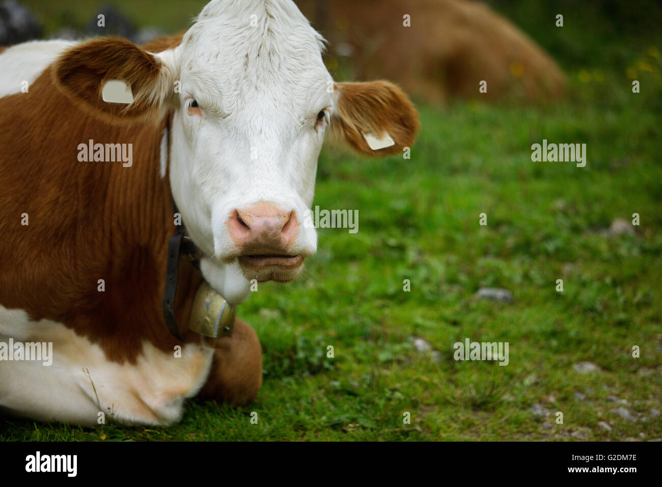 Milk Cows in the Austrian Alps on the Mountain Pasture Stock Photo - Alamy