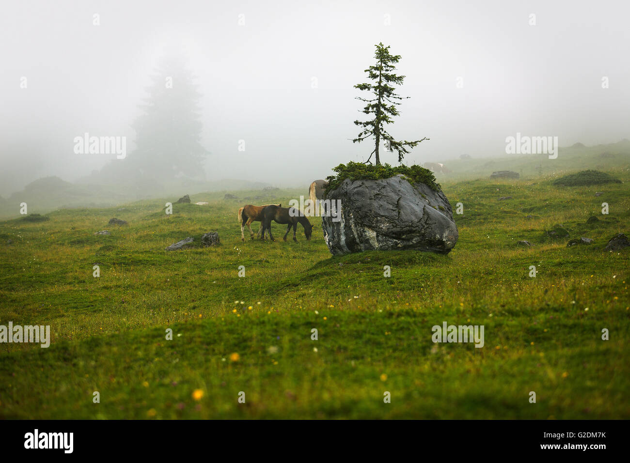 Alpine pasture farming hi-res stock photography and images - Alamy