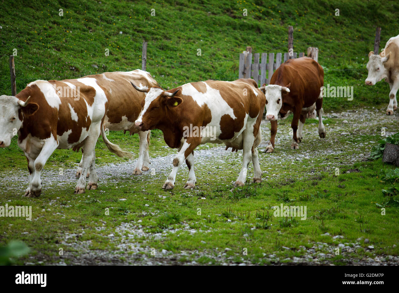 Milk Cows in the Austrian Alps on the Mountain Pasture Stock Photo - Alamy