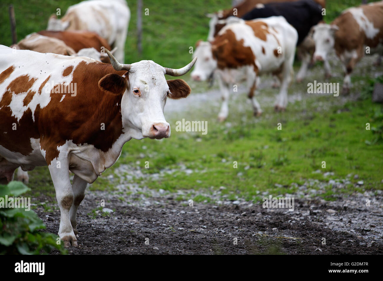 Milk Cows in the Austrian Alps on the Mountain Pasture Stock Photo - Alamy