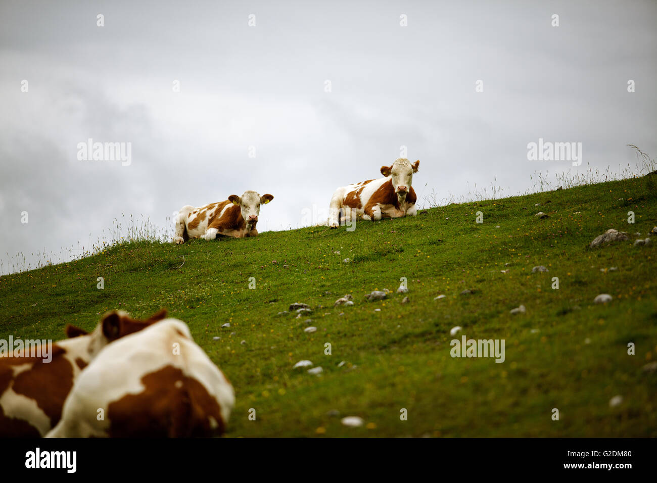 Milk Cows in the Austrian Alps on the Mountain Pasture Stock Photo - Alamy