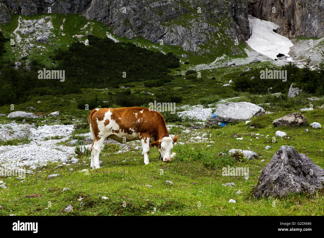 Milk Cows in the Austrian Alps on the Mountain Pasture Stock Photo - Alamy