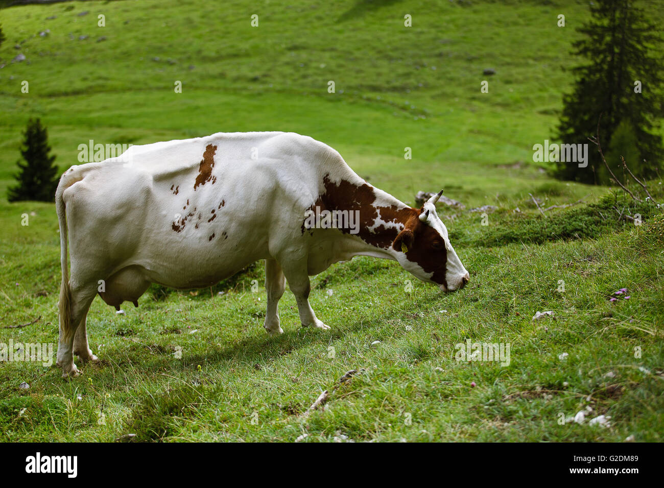 Milk Cows in the Austrian Alps on the Mountain Pasture Stock Photo - Alamy