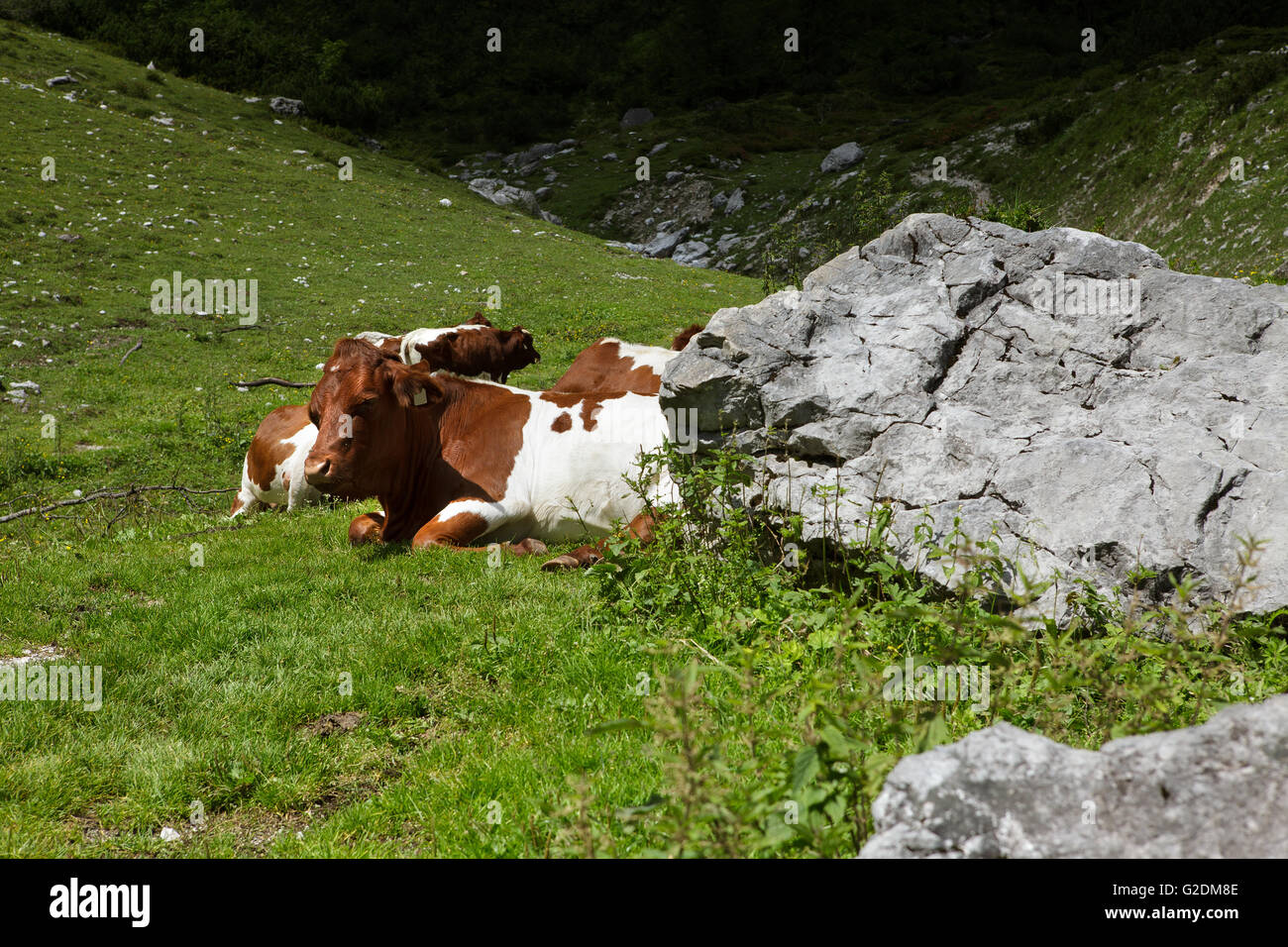 Milk Cows in the Austrian Alps on the Mountain Pasture Stock Photo - Alamy