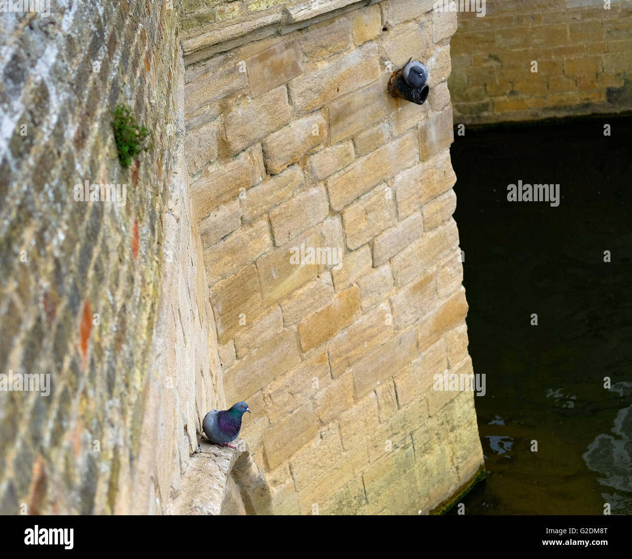 Pair of town pigeons seen resting on an old, medieval English stone ...
