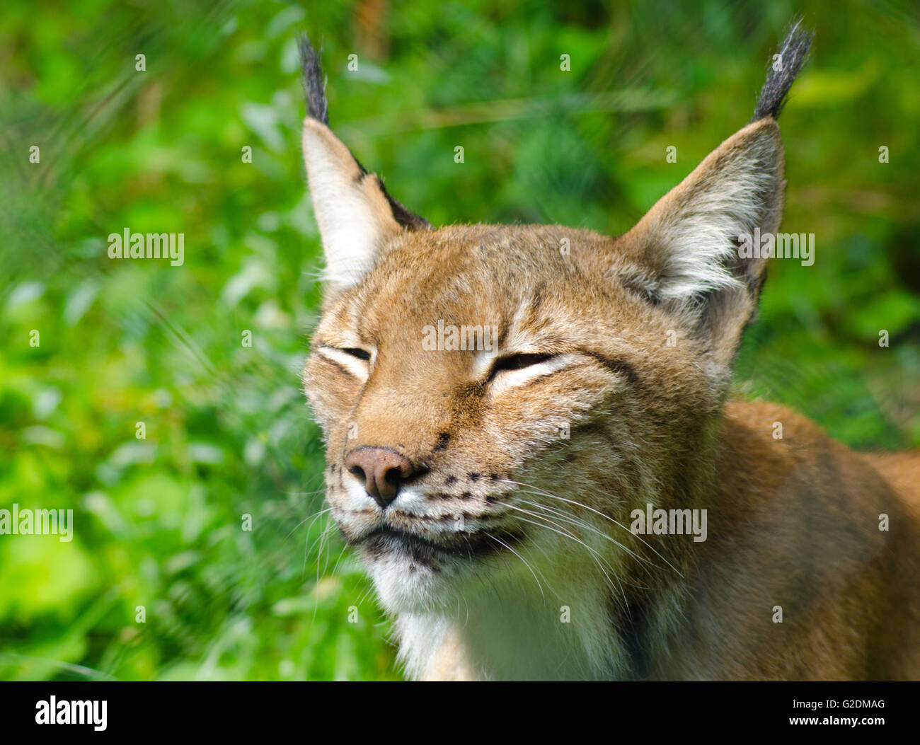 Eurasian lynx lynx lynx ears hi-res stock photography and images - Alamy