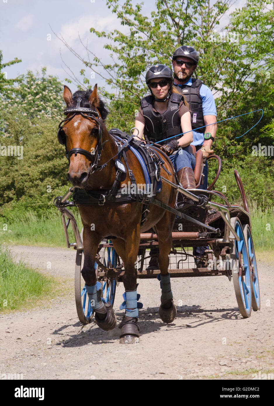 Horse carriage coach between race stations at the terrain course races ...