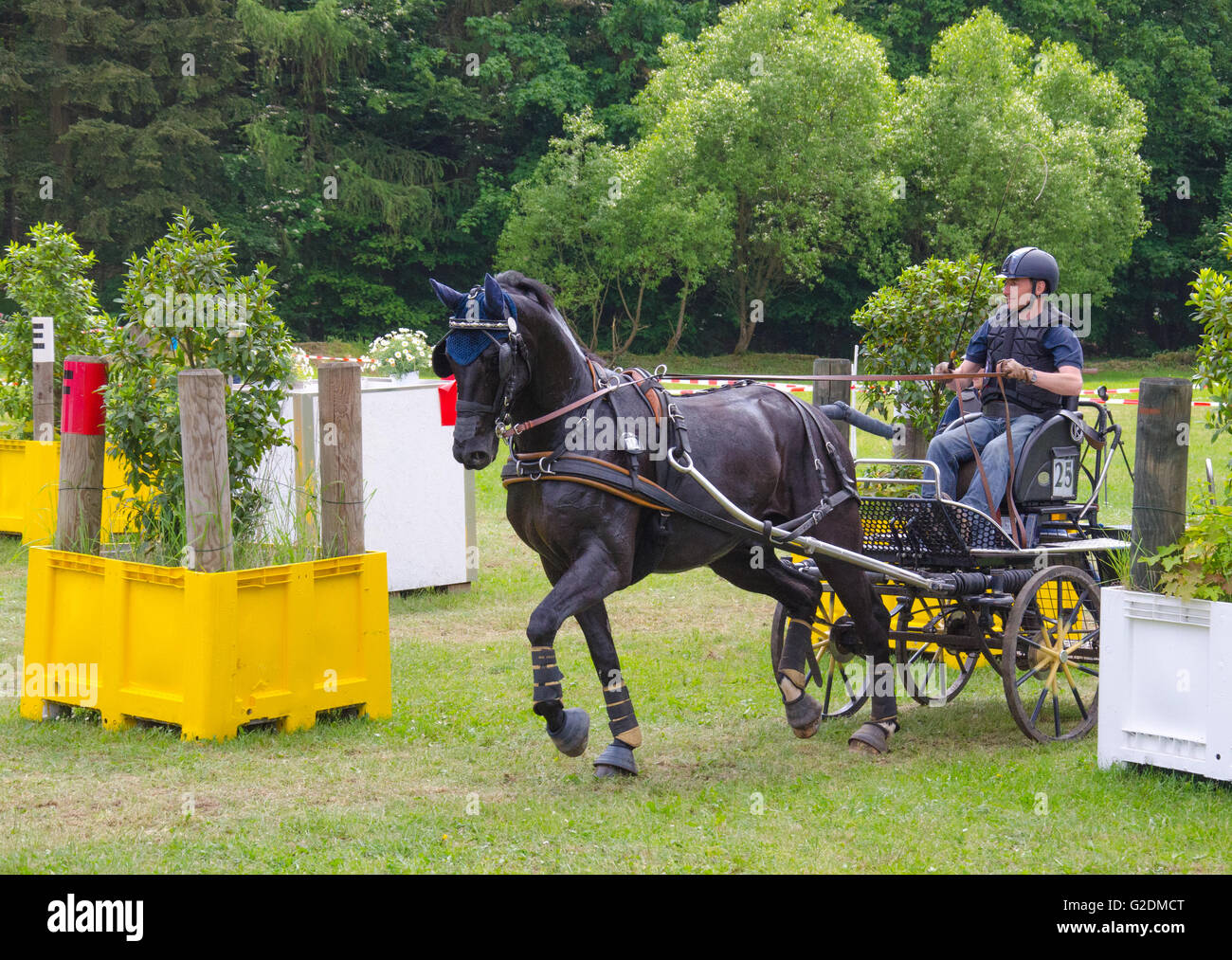 Terrain course race of the international horse carriage coach racing in ...