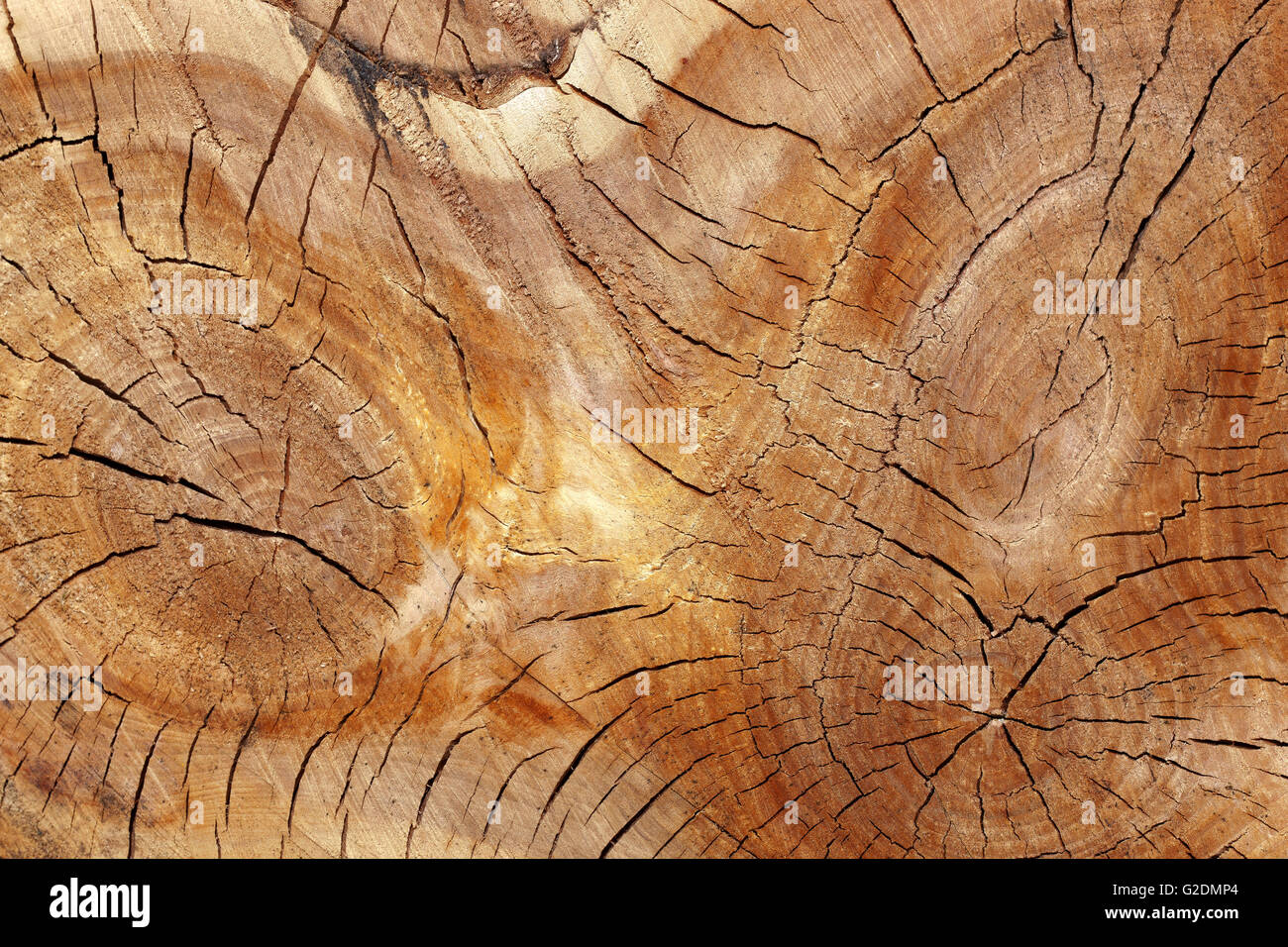 Tree cores hi-res stock photography and images - Alamy