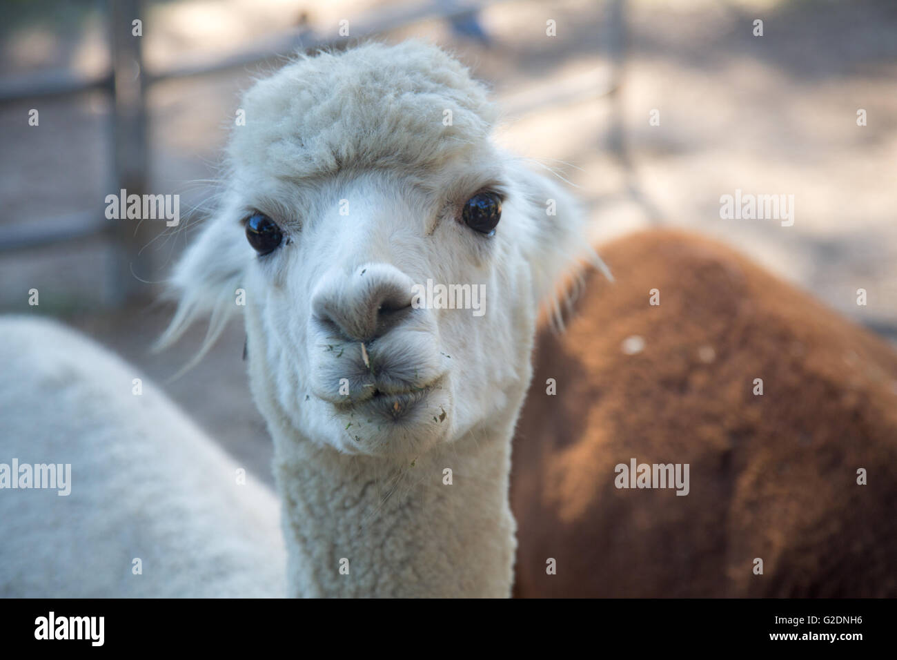 Alpaca animals hi-res stock photography and images - Alamy