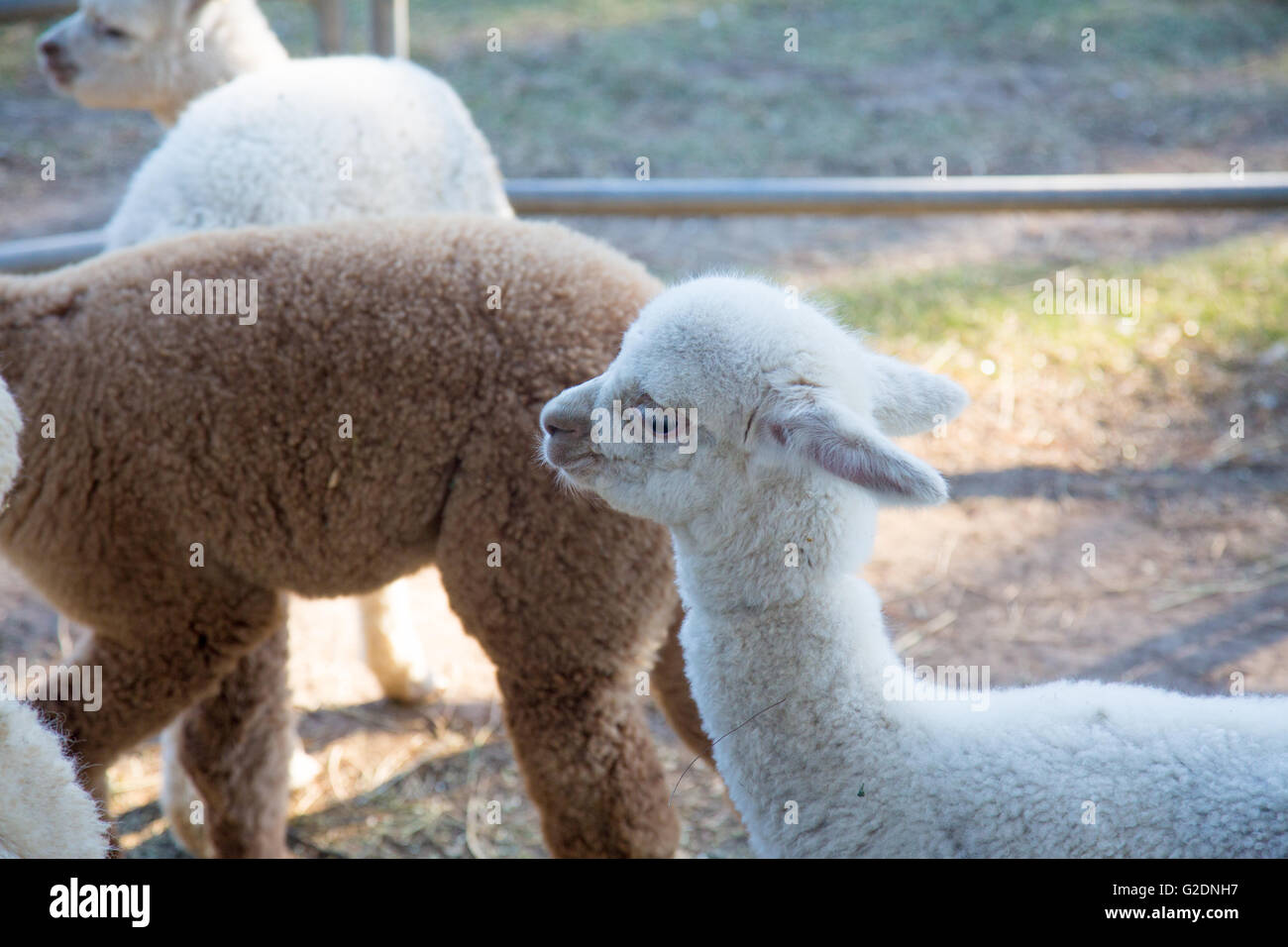 Animals on a farm hi-res stock photography and images - Alamy