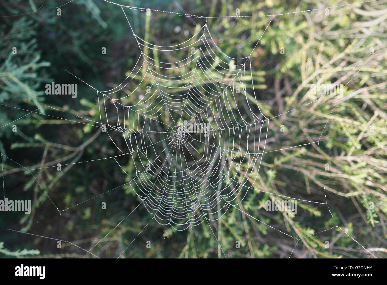 Spider web in South Australia - Australia Stock Photo - Alamy