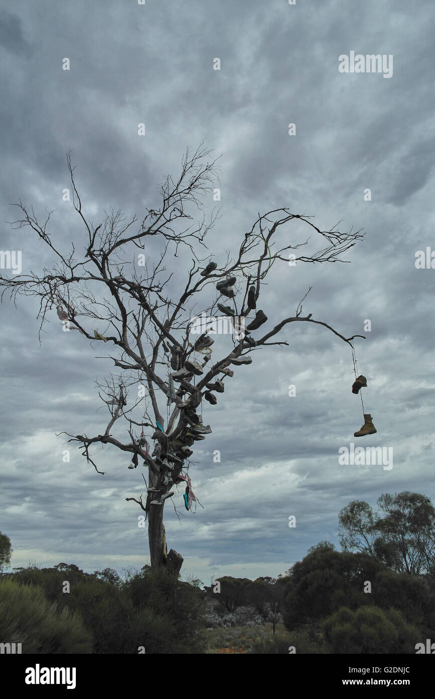 Shoes hanging on a tree in South Australia - Australia Stock Photo - Alamy