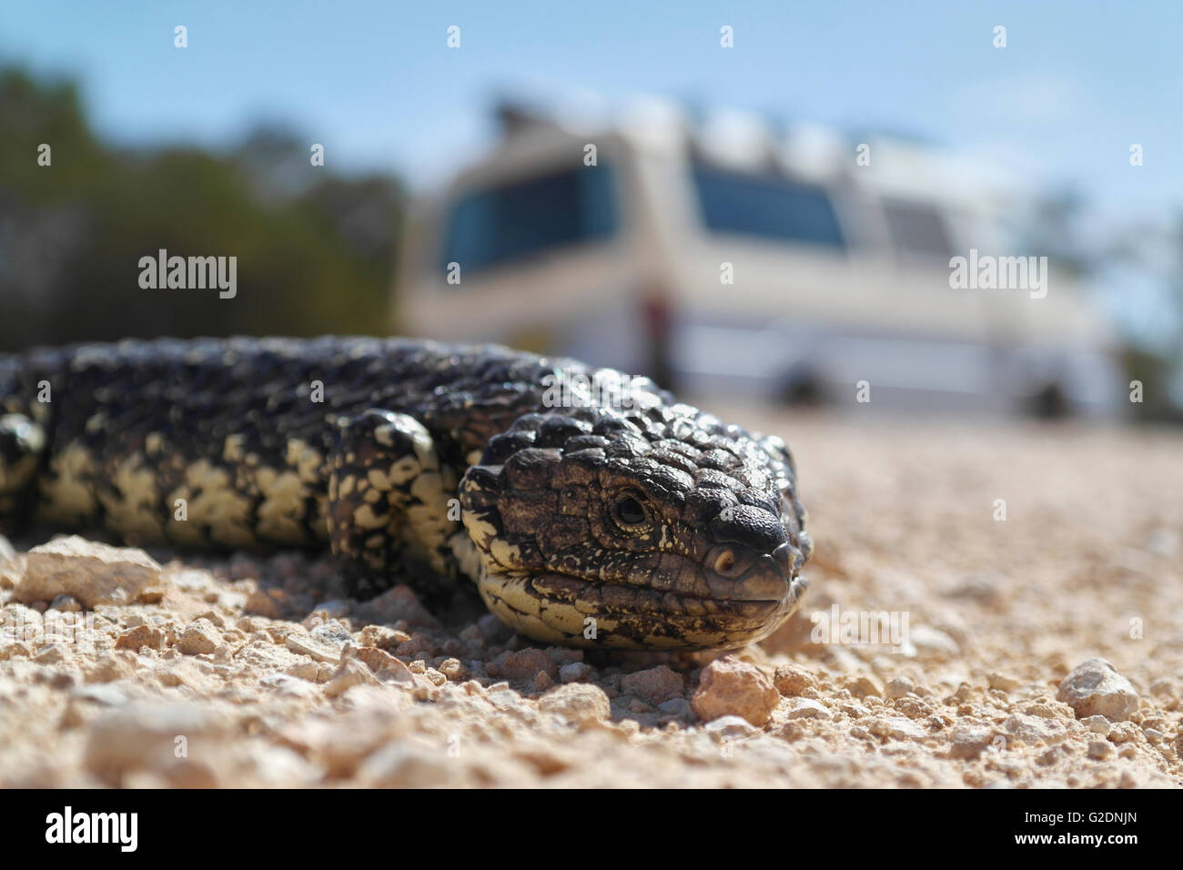 Shingleback lizard hi-res stock photography and images - Alamy