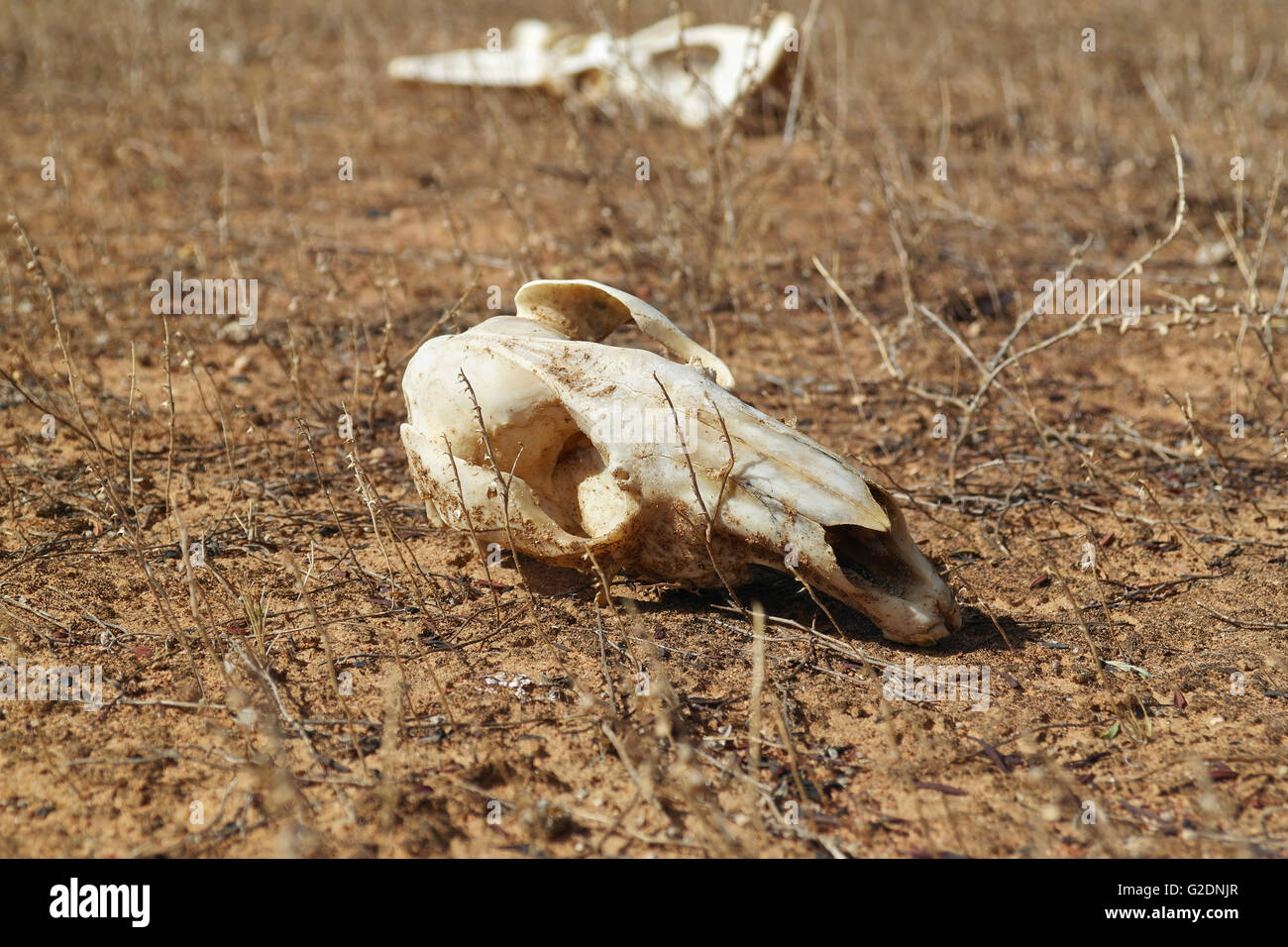 Bones from an Australian Emu in the Outback - Australia Stock Photo - Alamy Bones from an Australian Emu in the Outback - Australia Stock Photo - Alamy