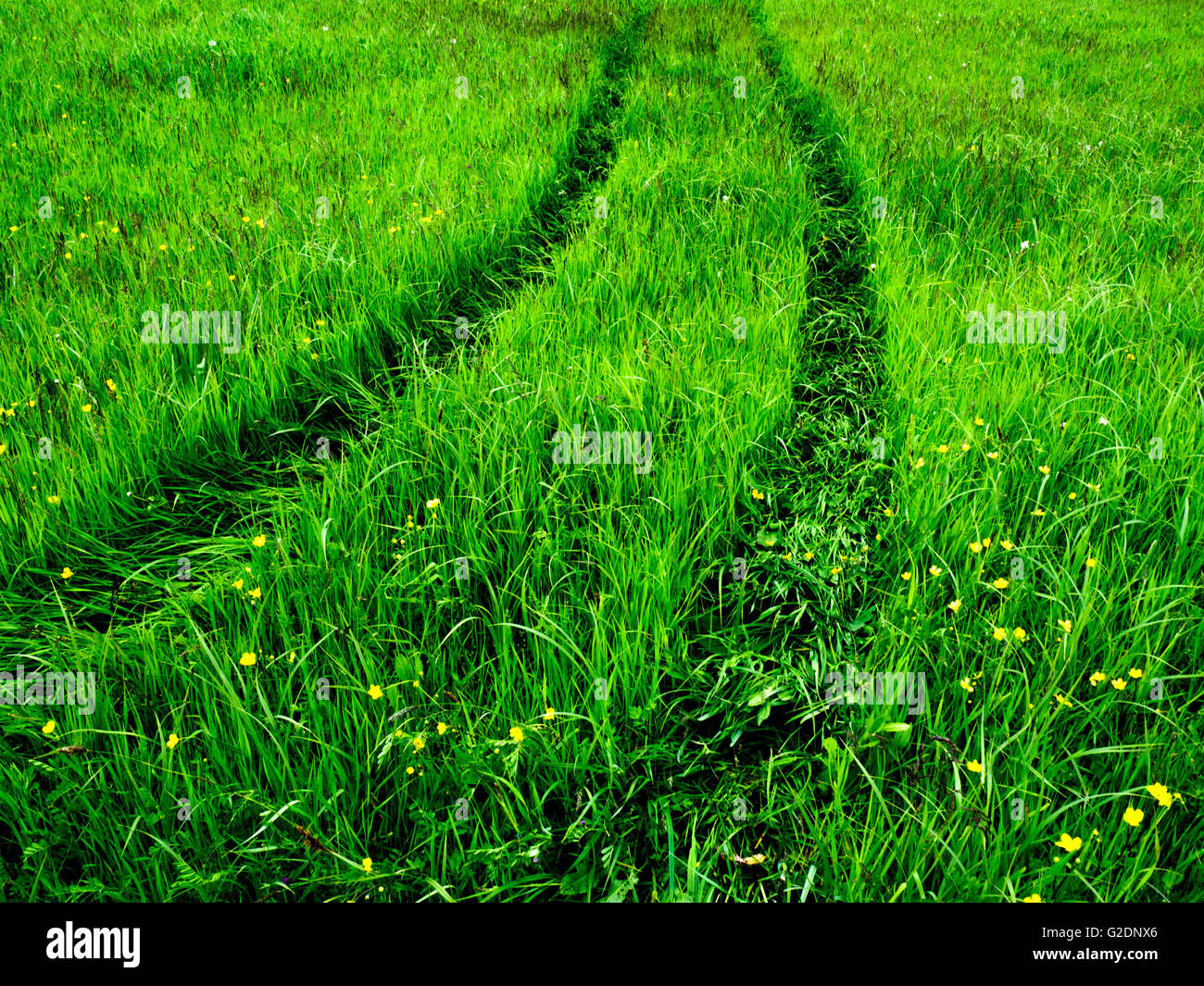atv tracks in grass Stock Photo - Alamy