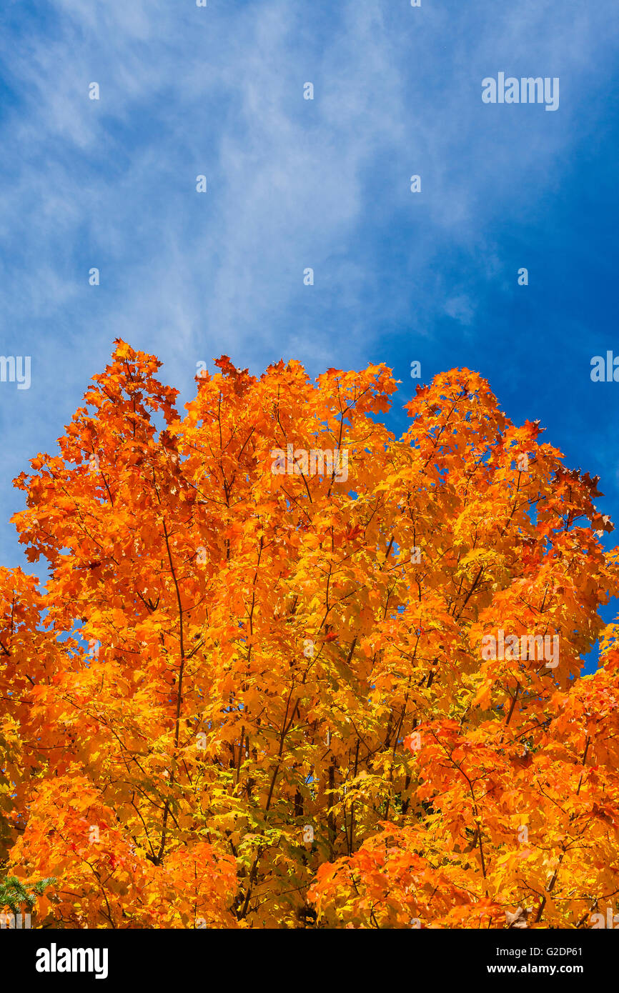 Adirondacks autumn blue sky hi-res stock photography and images - Alamy