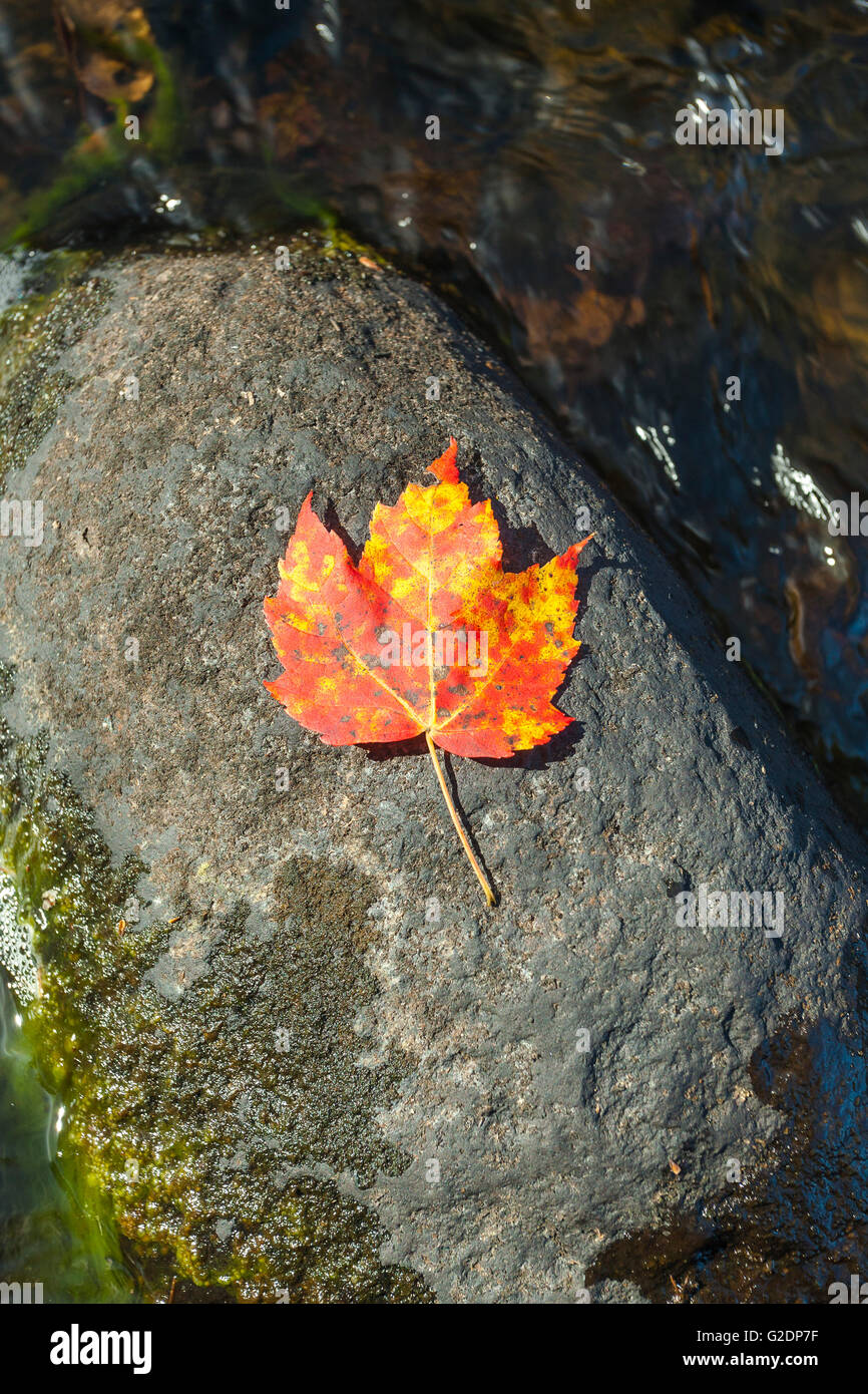 Red maple leaf on rock, Adirondack Mountains, New York, United States ...