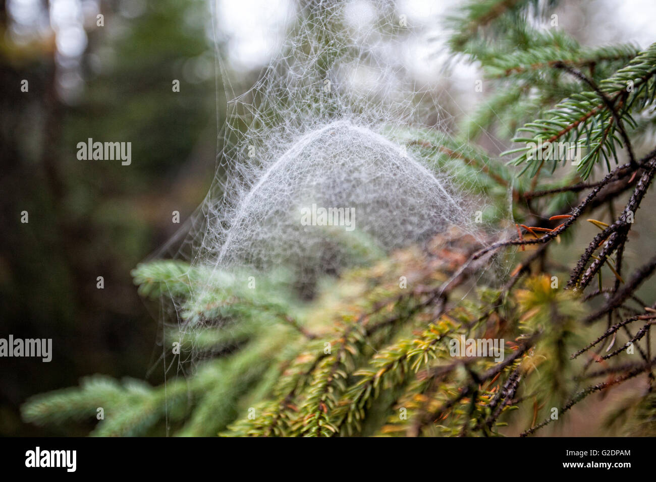 Dew covered spider web in tree, Adirondack Mountains, New York, United ...