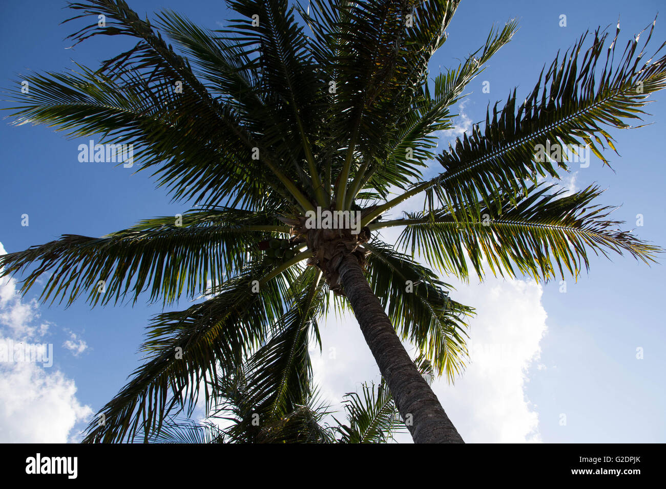 Palm Tree Facing Sky Stock Photo - Alamy