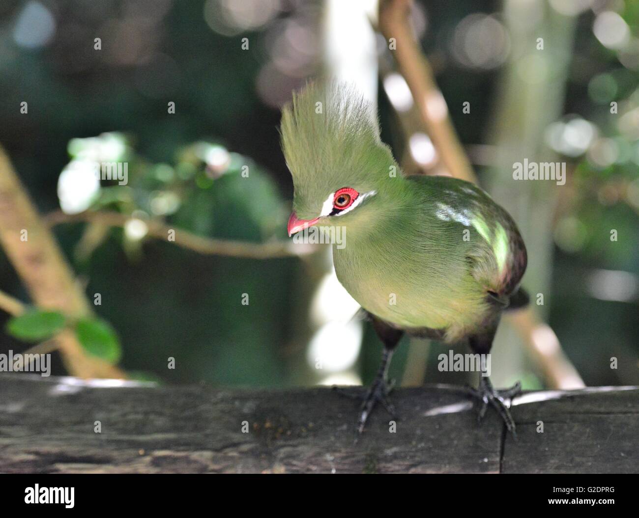 Green Turaco Bird in South Africa Stock Photo - Alamy