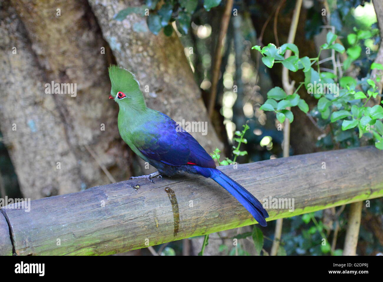 Knysna Lourie bird in South Africa Stock Photo - Alamy