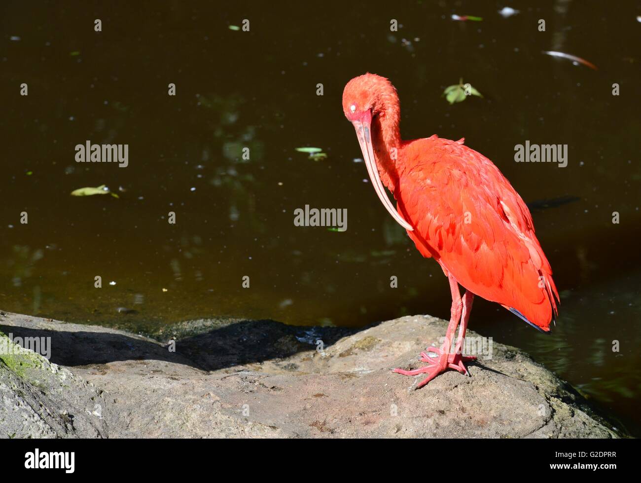 South african birds with red legs hi-res stock photography and images ...